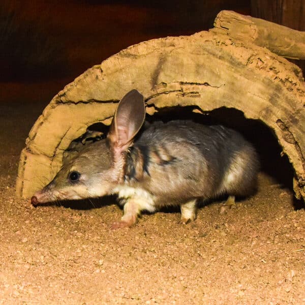 New arrivals: Endangered greater bilbies! - Billabong Sanctuary