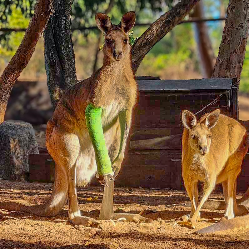 Big Day for Boomer! - Billabong Sanctuary