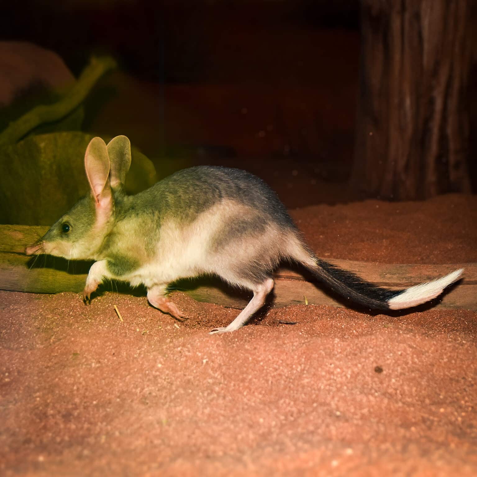 Discover the Astonishing Wildlife at Billabong Sanctuary - Photo Gallery